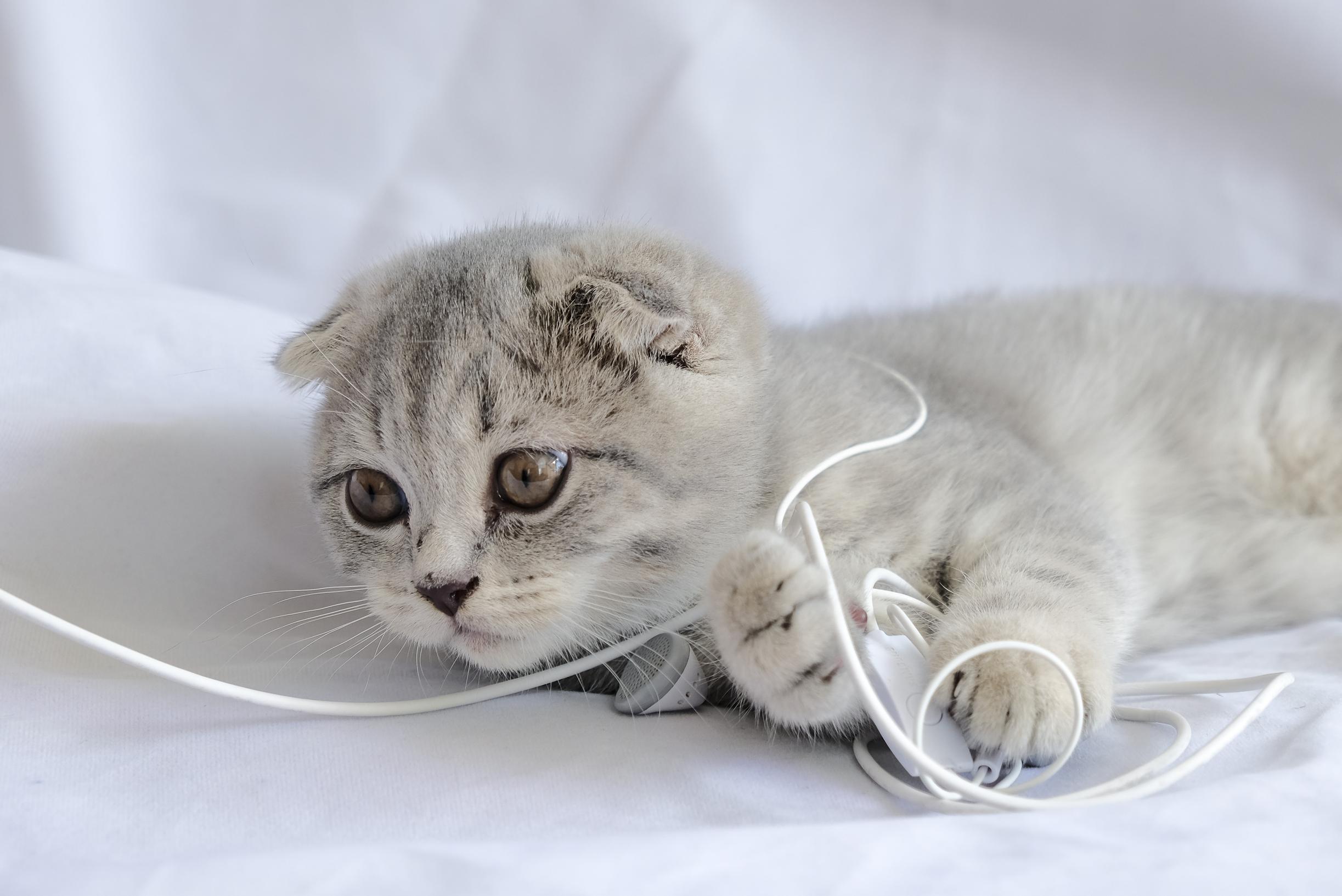 Weyts trekt erkenning kattenkweker in Dilbeek in wegens verboden ...