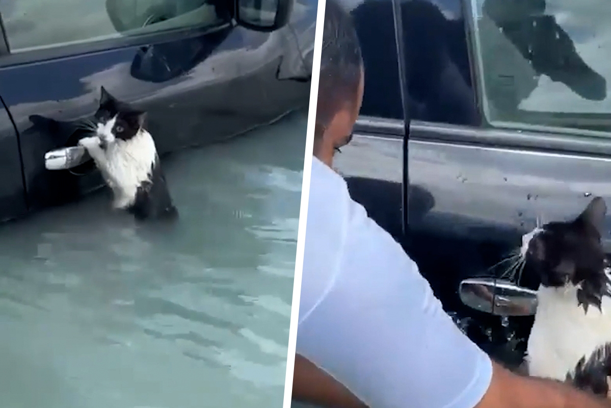 “Wat een held”: agent redt kat die zich wanhopig aan wagen vastklampt ...