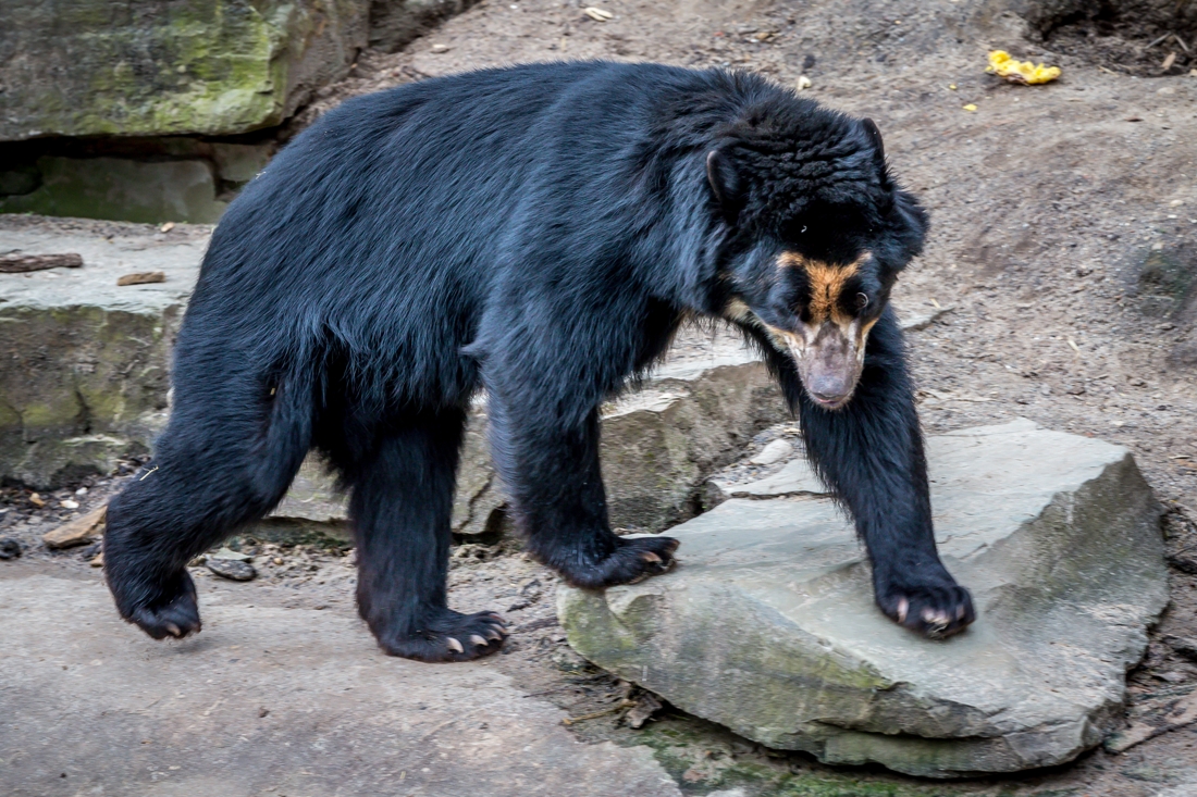 Brilbeer Oberon verlaat Antwerpse Zoo | GVA