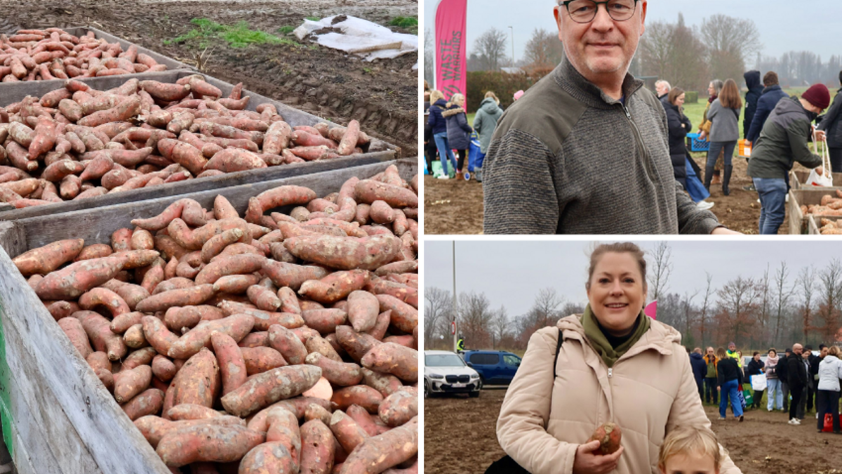 Duizend mensen zakken af naar Lier om 7,5 ton ‘lelijke’ aardappelen van ...