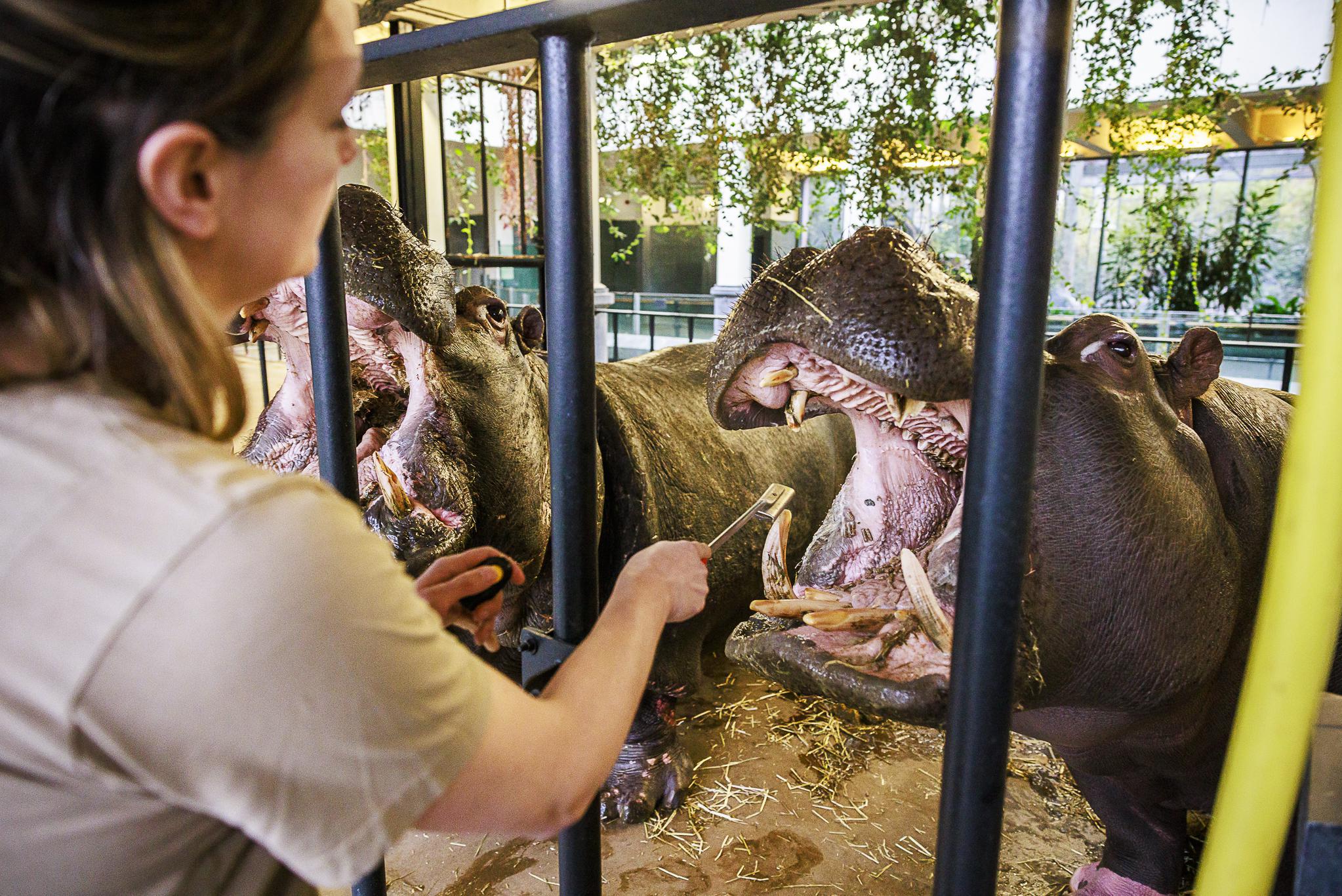 Zo gaat nijlpaard Imani naar de tandarts in de Antwerpse zoo | GVA