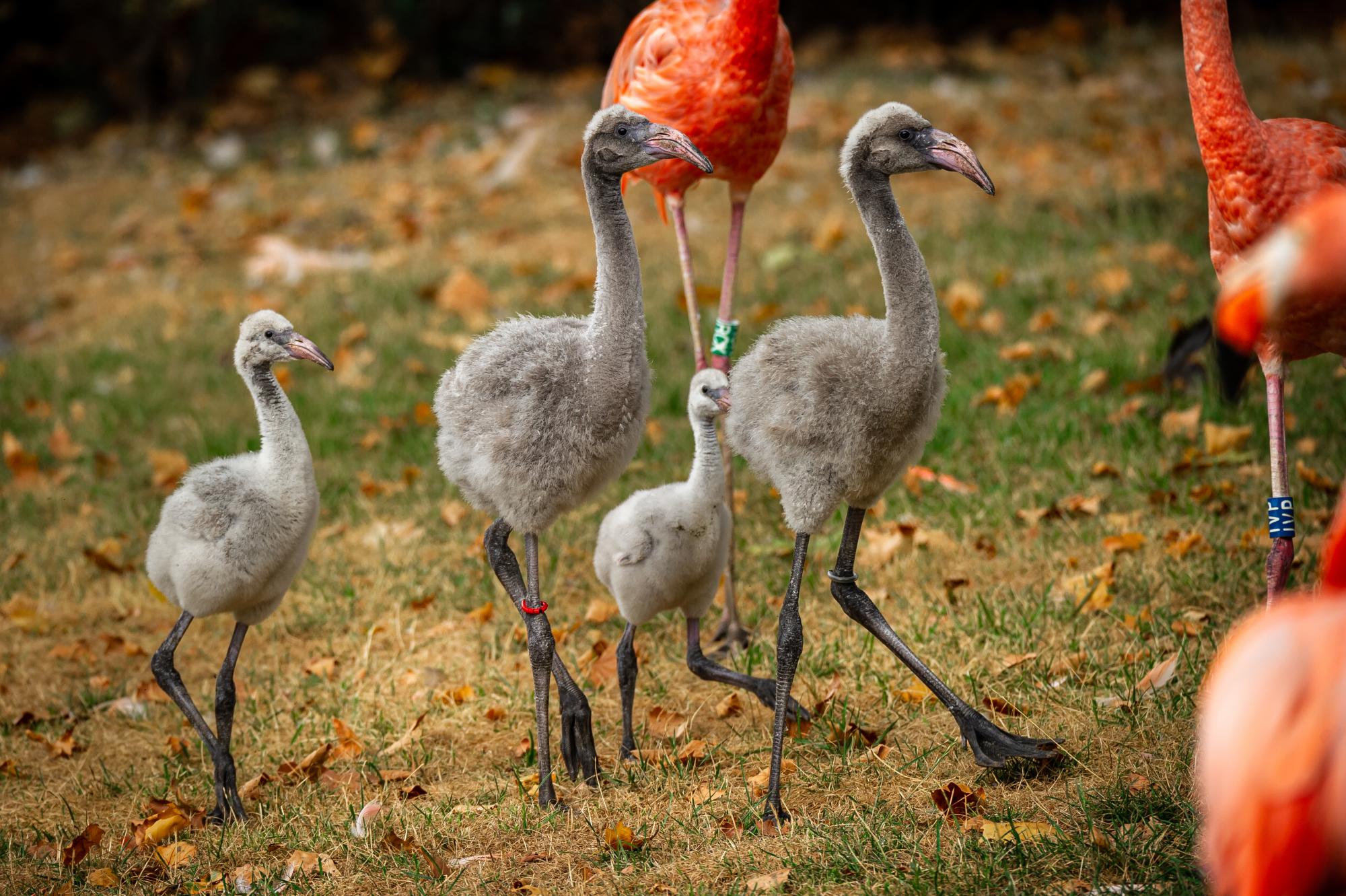 Babyboom bij flamingo’s in Antwerpse Zoo: vier kuikens geboren | GVA