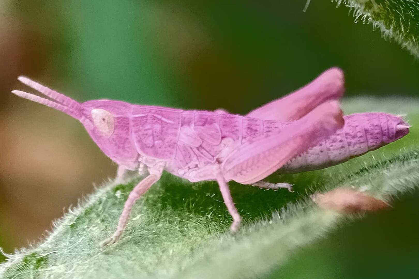 Nils (39) spot opnieuw zeldzame roze sprinkhaan in tuin van Mechelse ...