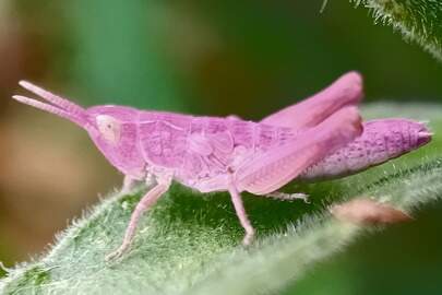 Opnieuw zeldzame roze sprinkhaan gespot in tuin van Mechelse cohousing ...