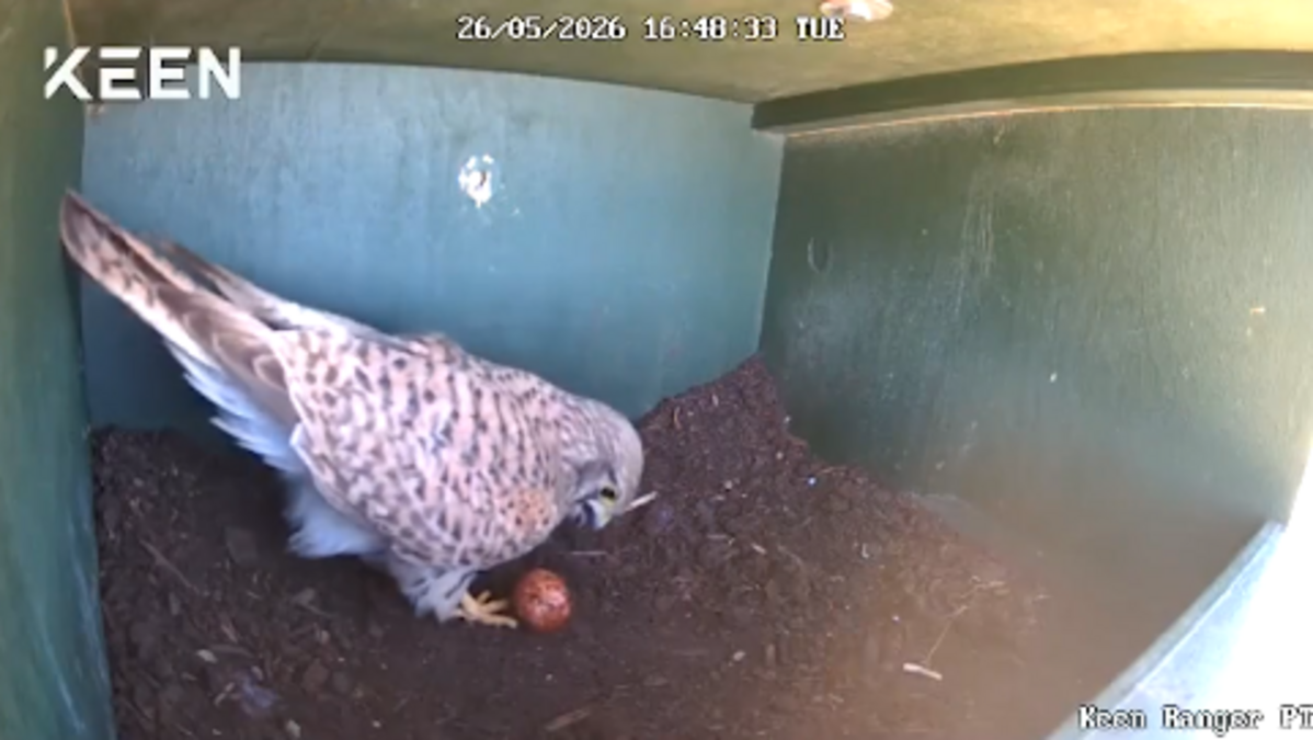 Nestkast in Hove weer op weg naar succes: na vier jongen vorig jaar nu ...