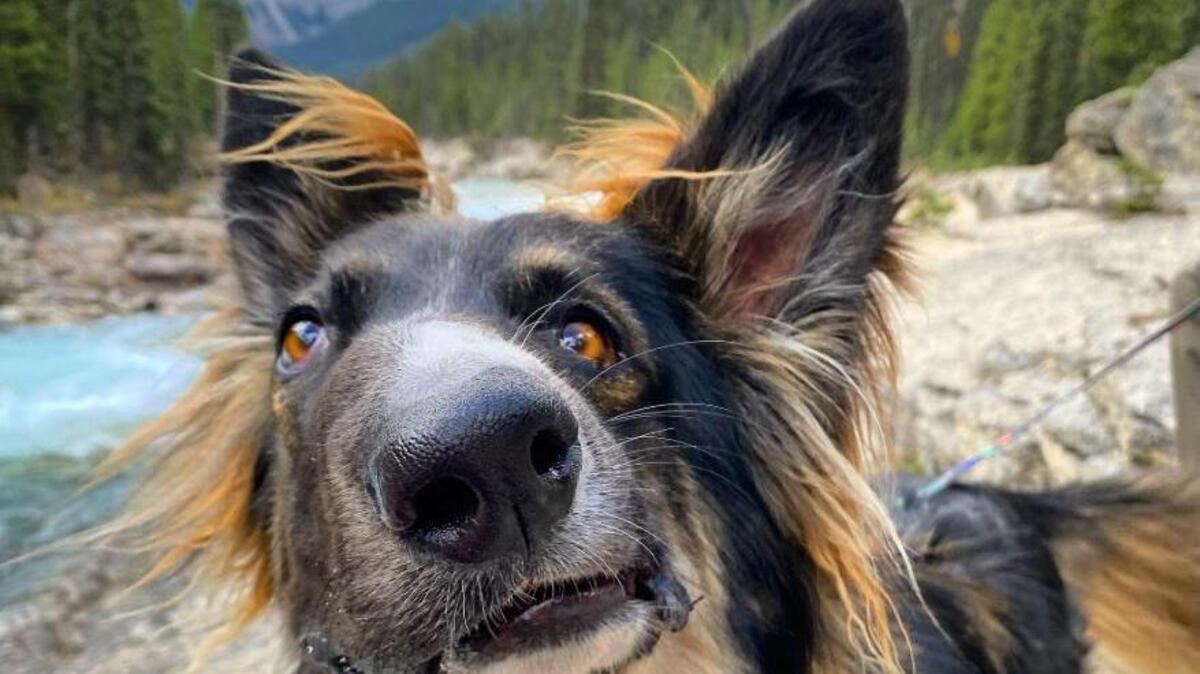 “Een levend kunstwerk, zoals een Picasso”: hond Brodie doet internet ...