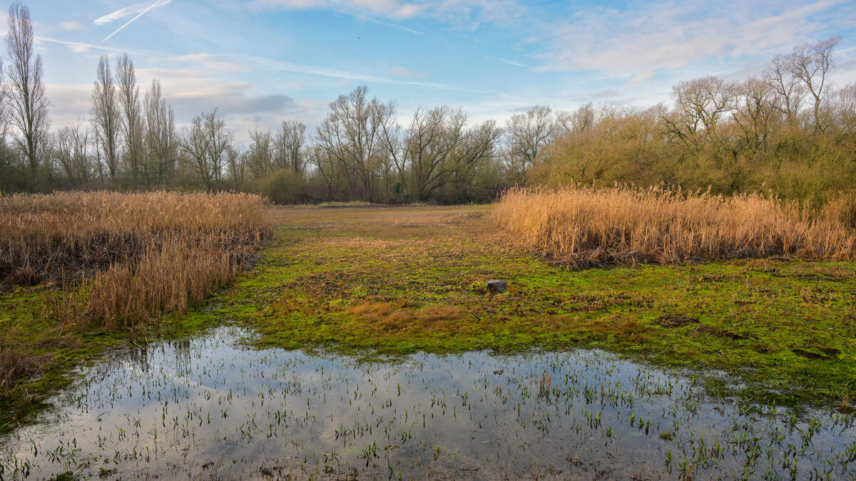 Nieuw natuurbeheerplan voor Hobokense Polder: “Bezoekers laten ...