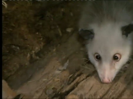 Schele Heidi krijgt nieuwe thuis | HBVL