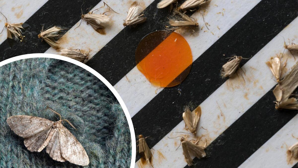 Hoe vermijd je dat motten een ravage aanrichten in je kleerkast? | GVA