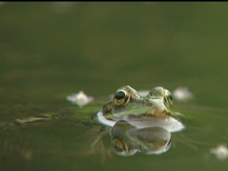 Meerkikker zorgt voor overlast | GVA