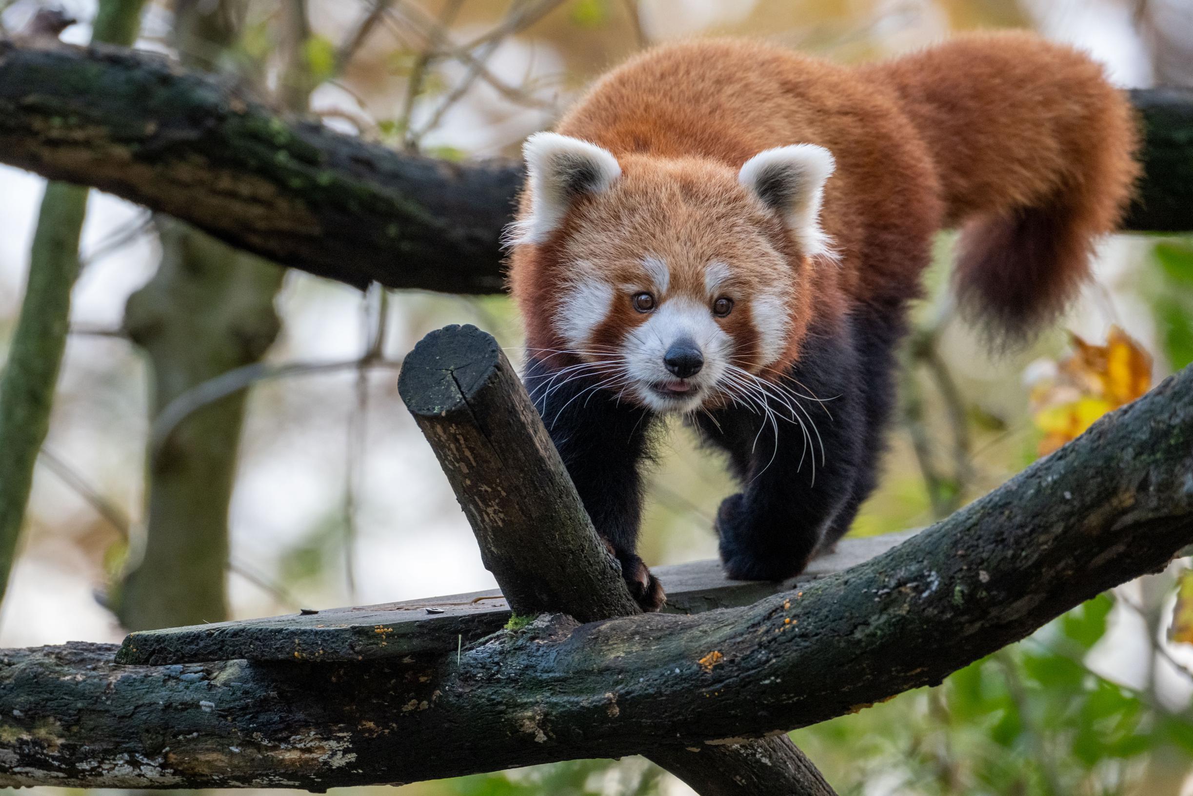 CITTA - Rode panda in Planckendael | GVA