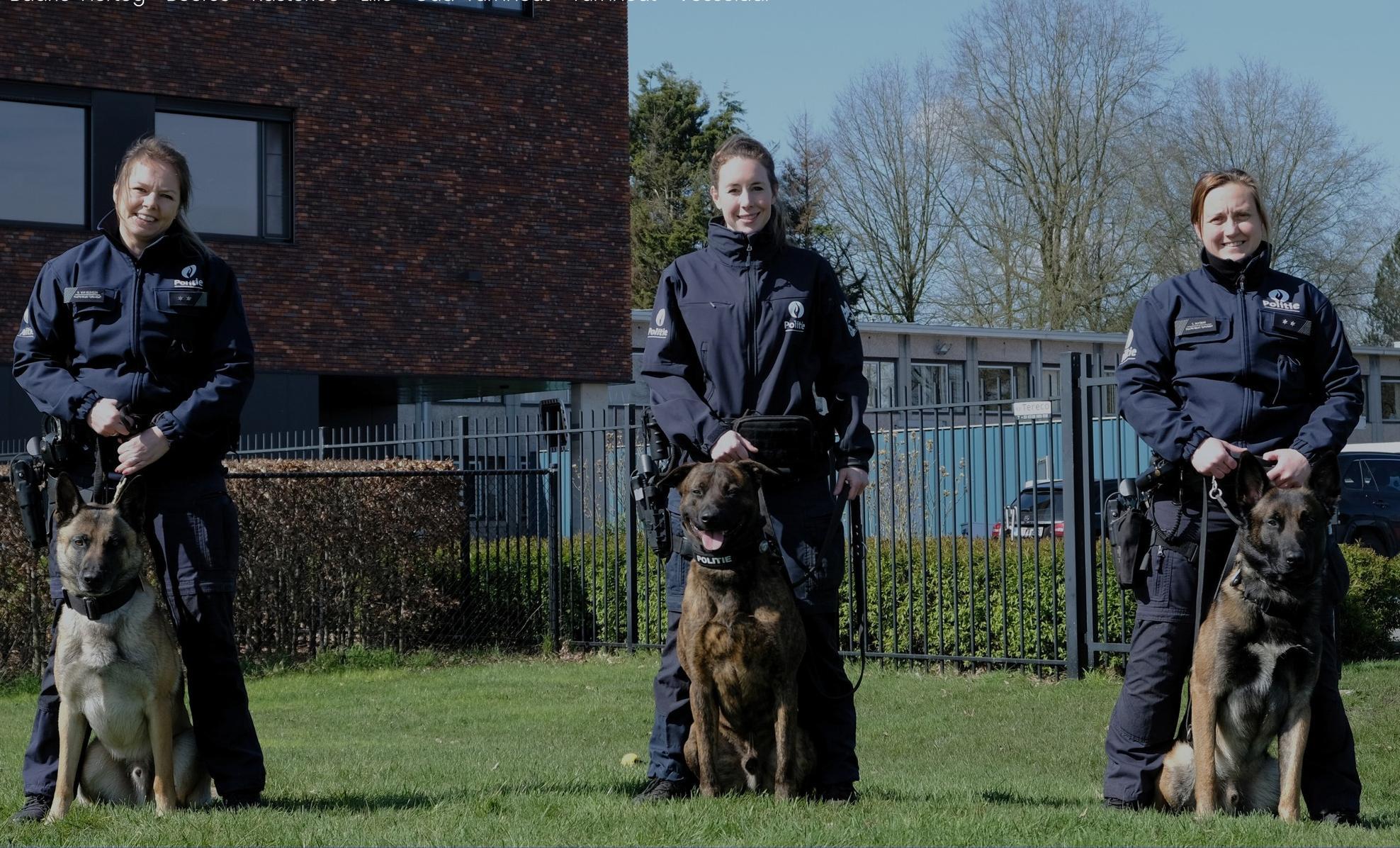 Politiehonden halen hun patrouillebrevet | GVA