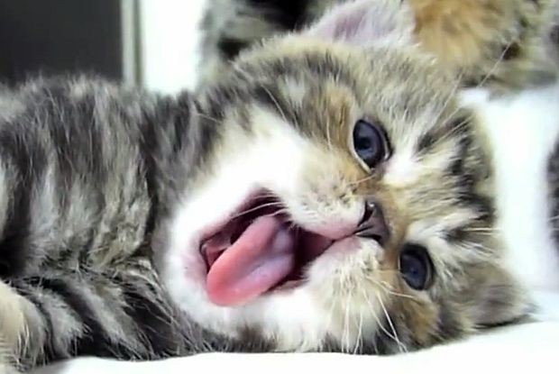 Alleen maar katten op nieuwe digitale tv-zender (video) | GVA