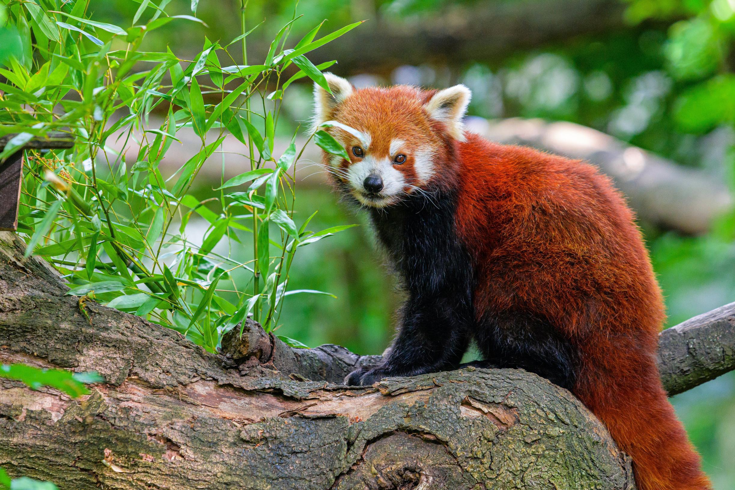 Jonge zeldzame rode panda schrikt zich letterlijk dood in zoo door ...