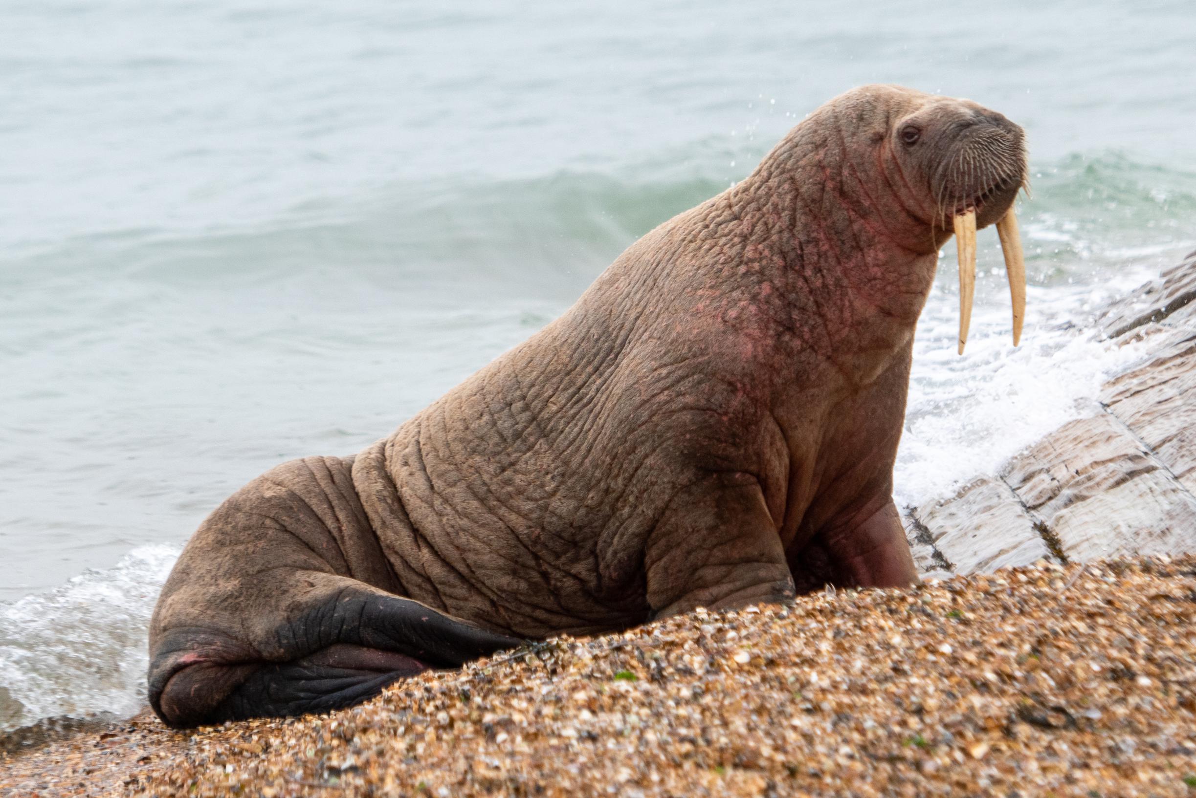 Walrus Thor bijna weer thuis na zijn uitzonderlijke rondreis door ...