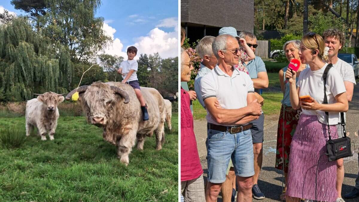 "Mijn koeien brengen de wijk tot rust": wijk Wezelhoef viert ...