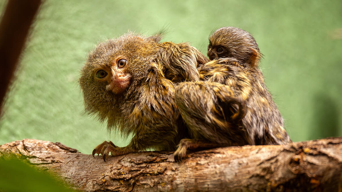 Groot nieuws in de Zoo: kleintjes bij de kleinste apensoort ter wereld ...