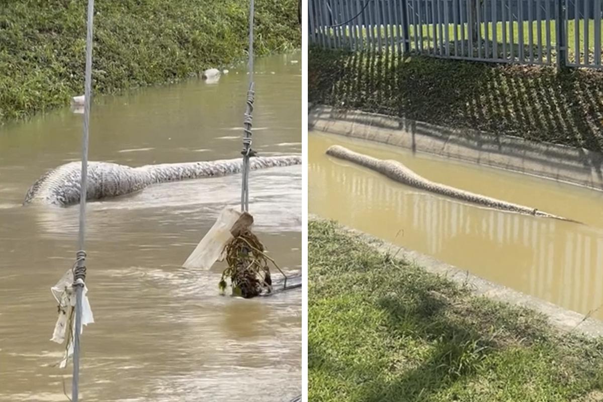 En plots zwemt een reusachtige, 6 meter lange python door overstroomde ...