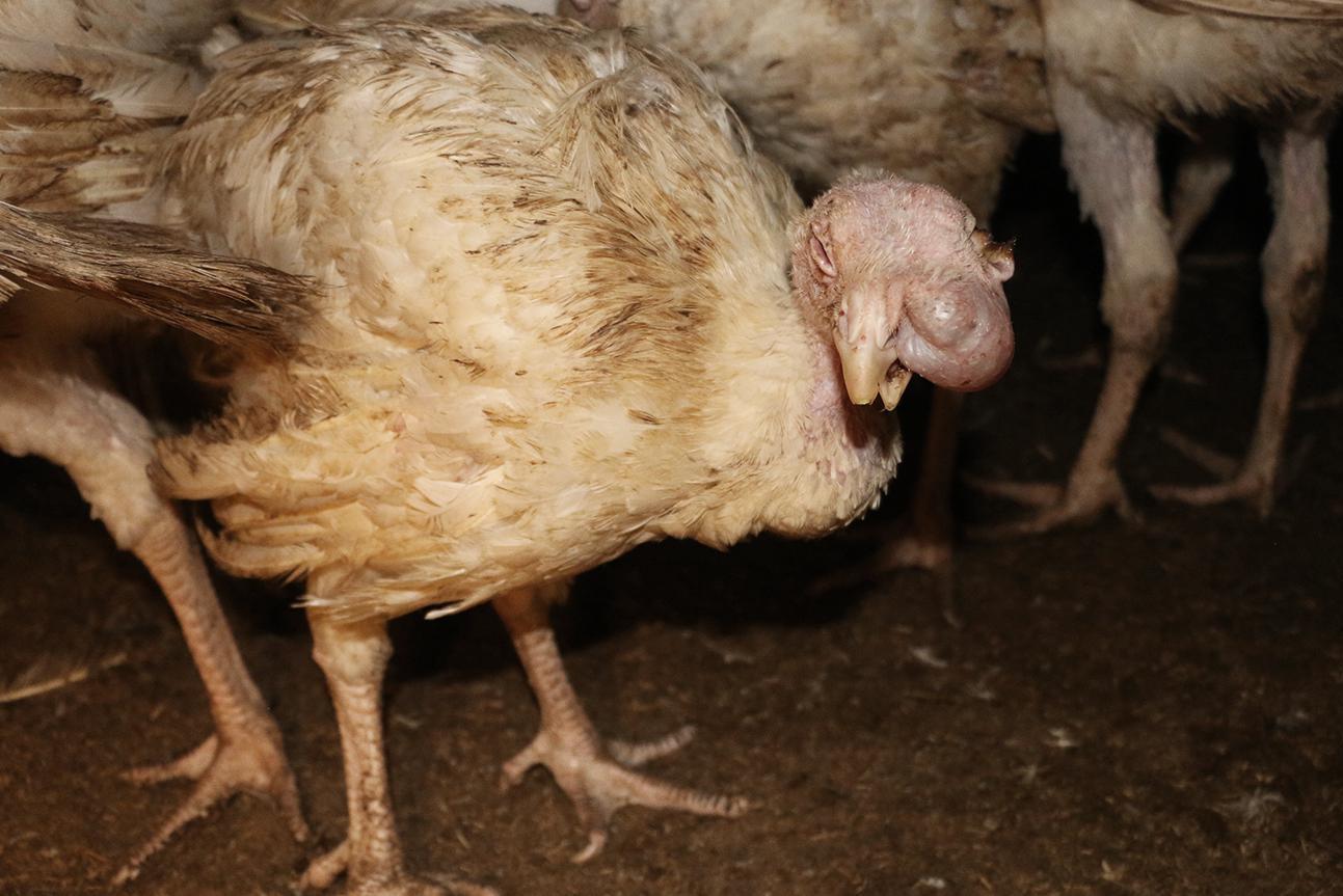 Gezwellen, open wonden en misvormde poten: Animal Rights filmt ...