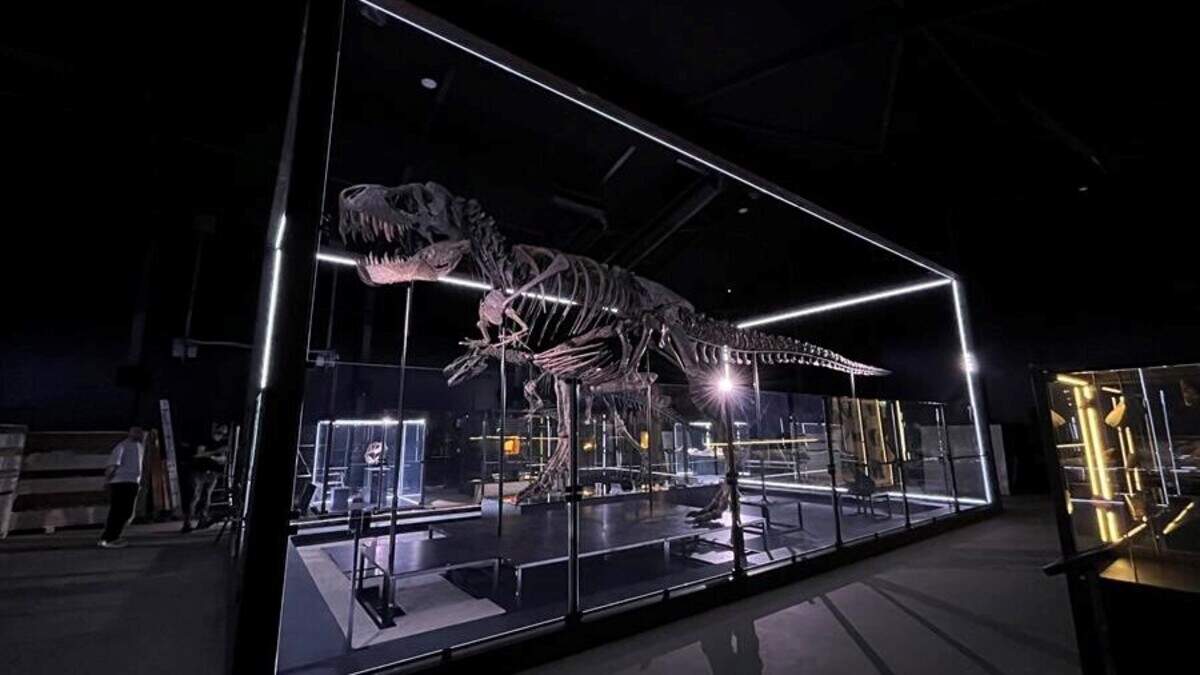 Antwerpse T. rex verovert Denemarken: Trinity schittert in Deens museum | HBVL
