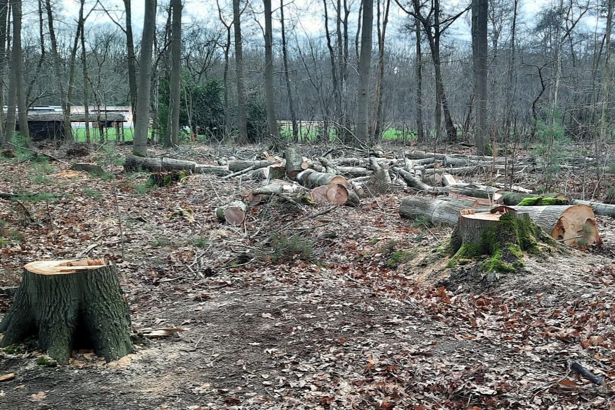Kapwerken Verbrand Bos veroorzaken ophef maar Natuurpunt countert: “We ...
