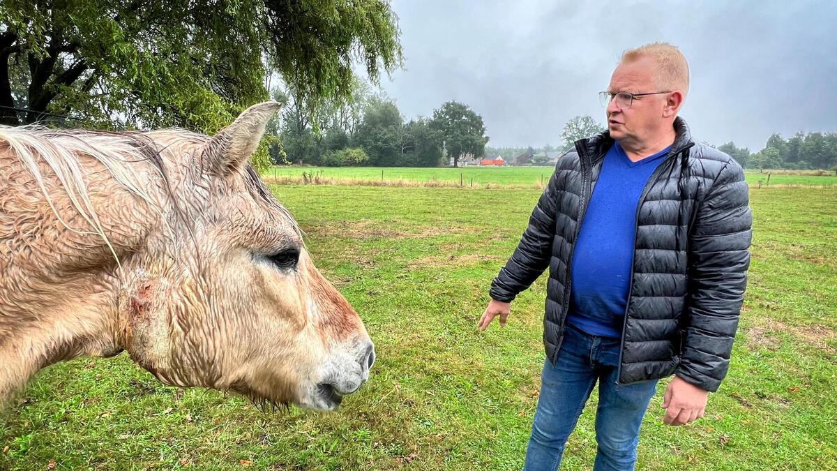 Eigenaar redt klein paard van wolvenaanval in Limburg: “In keel en ...