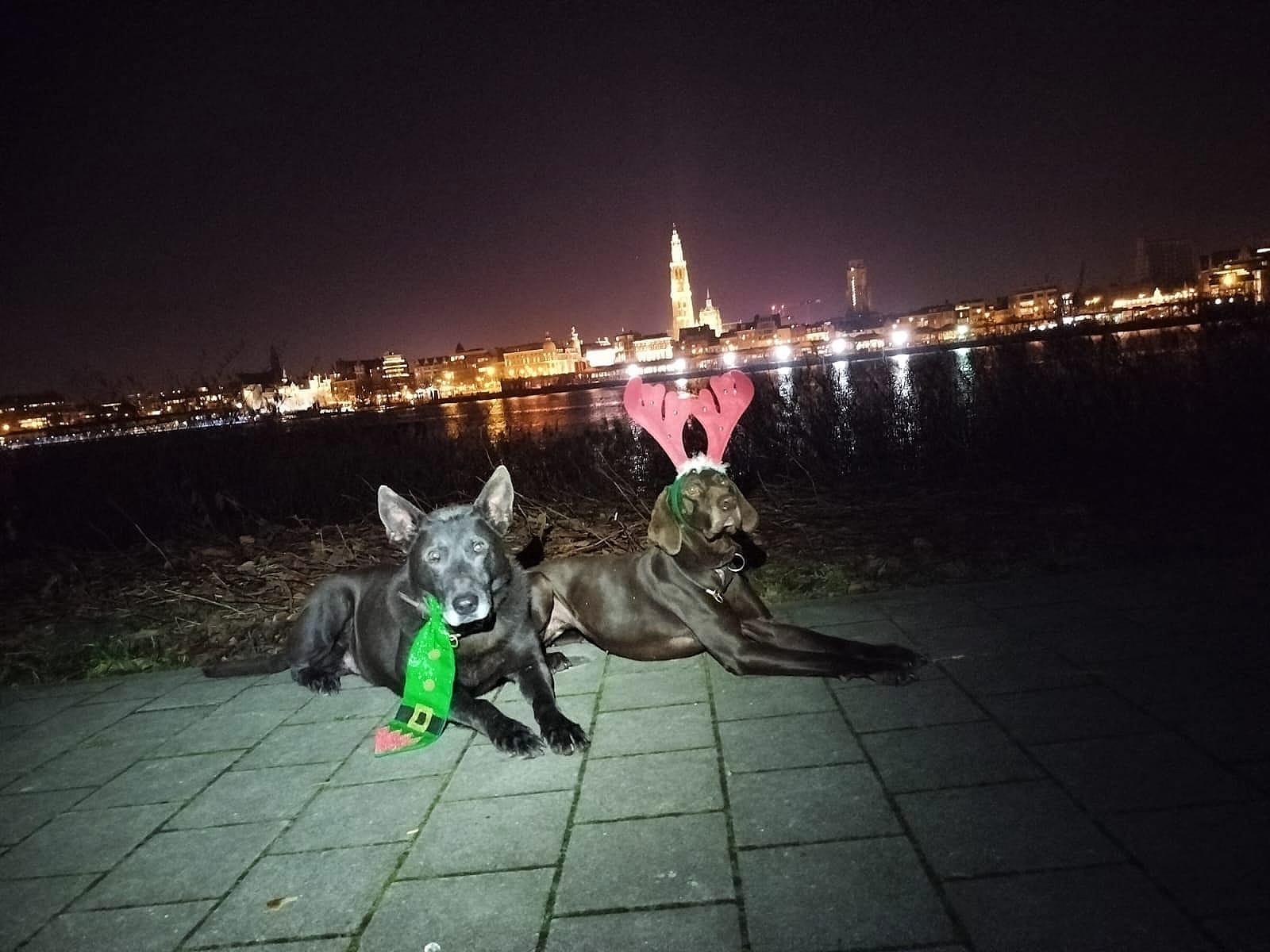 Antwerpse politiehonden vieren kerst in nieuw kantoor op Linkeroever | GVA