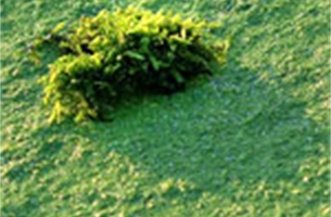 Vijver park Broydenborg zonder eendenkroos | GVA