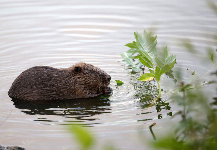 Bouwelse bever zet gemeente aan tot maatregelen: “Draad plaatsen of ...