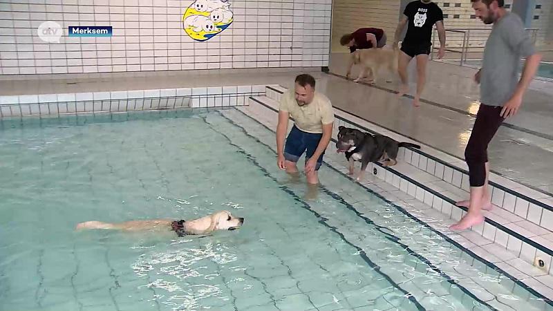 Zwembad Park Van Merksem sluit maandenlang deuren wegens grondige ...