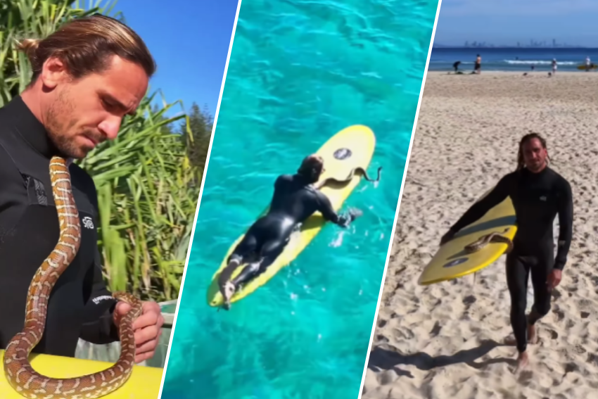 Australiër krijgt boete omdat hij met zijn python gaat surfen | GVA