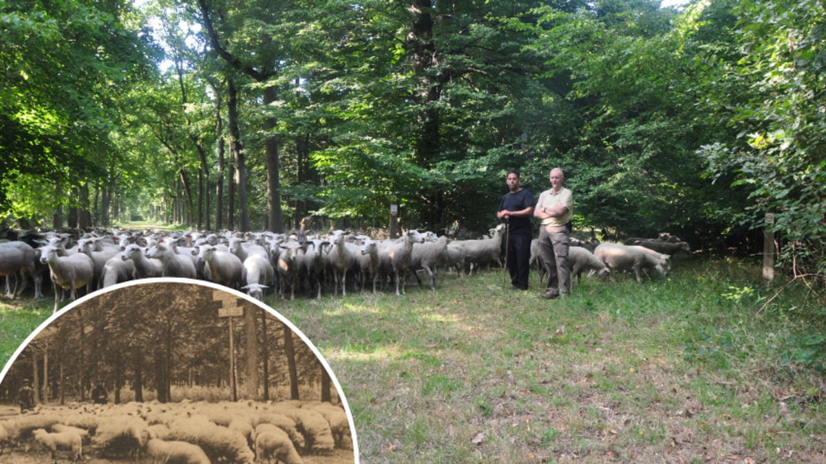 Geschiedenis herleeft: boswachter en schaapherder doen oude foto van ...