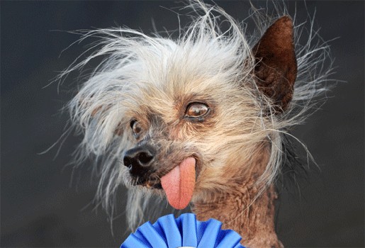 Lelijkste hond ter wereld is niet meer | GVA