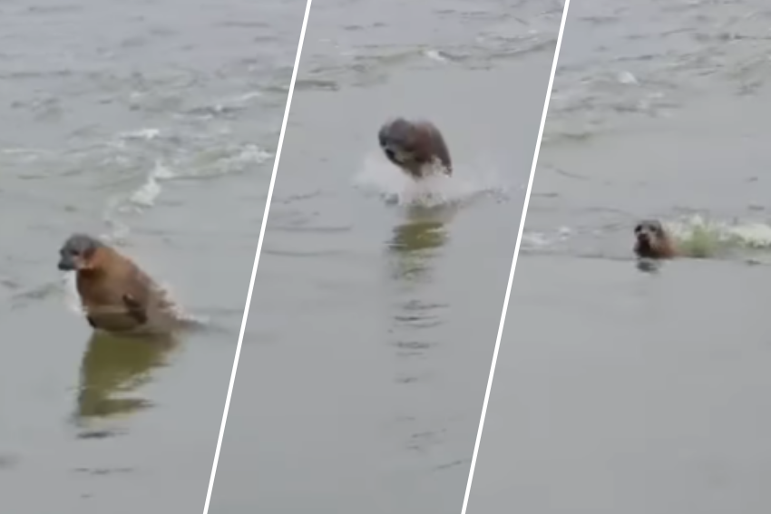 Zeehond | GVA