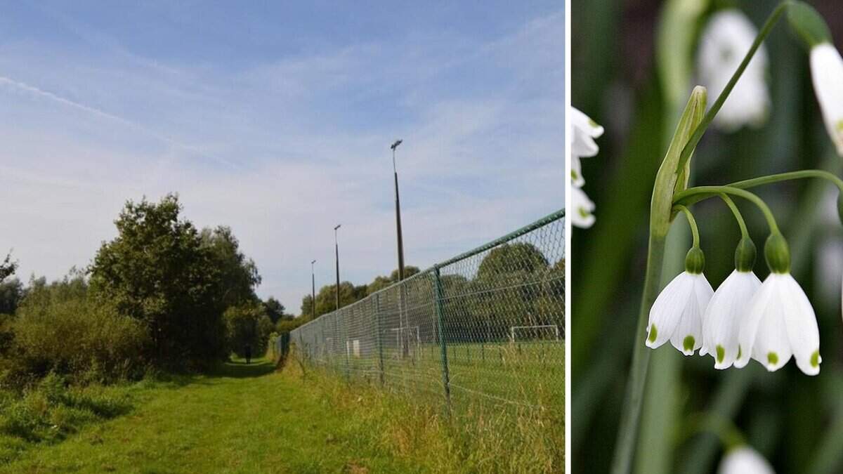 Groen zeer teleurgesteld dat gemeente zomerklokjesreservaat los laat ...