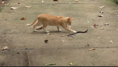 Kat gaat strijd aan met slang (viral) | GVA