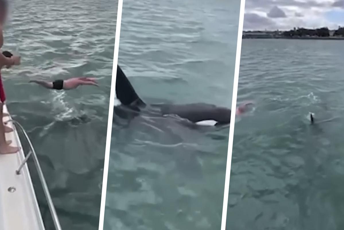 “Flagrant voorbeeld van domheid”: man (50) krijgt boete voor sprong op ...