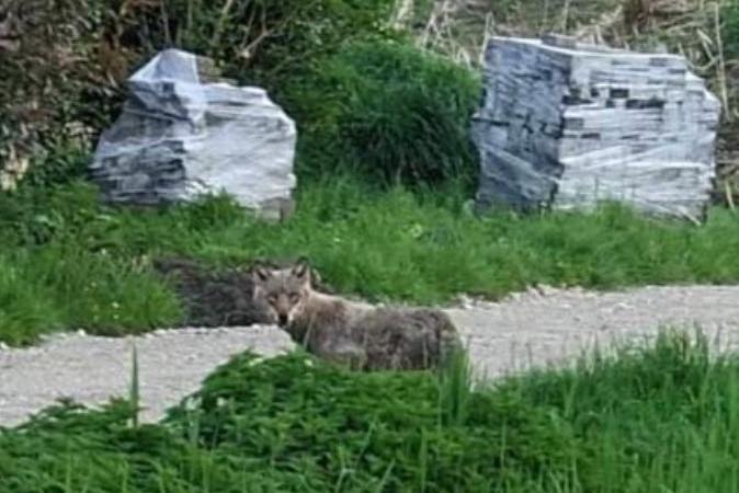 Wolf duikt op in Hoogstraten, mogelijk gaat het om dier dat tien dagen ...