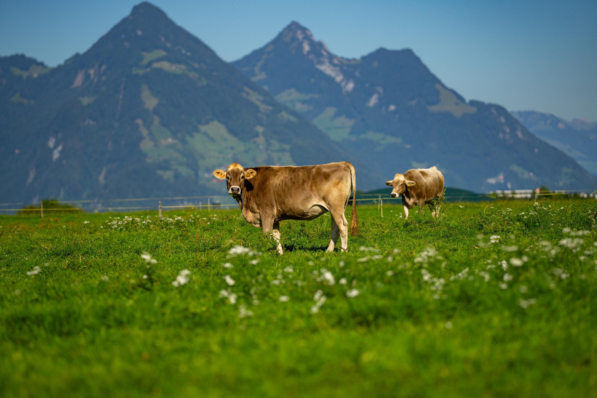 Fotomoment loopt fout af, Nederlandse gewond door koe in Oostenrijkse ...