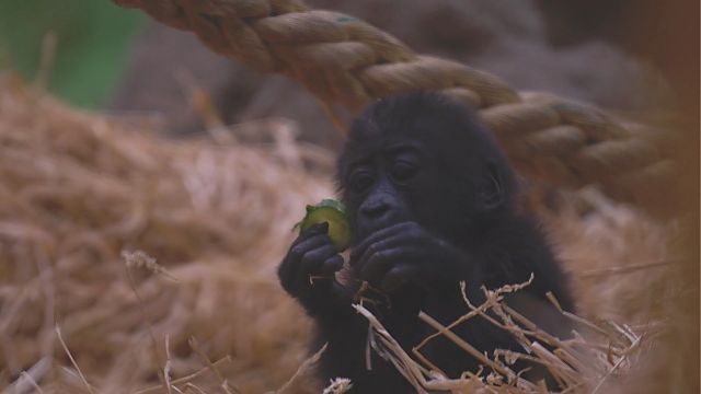 De hoogtepunten van het afgelopen jaar in de Antwerpse Zoo | GVA