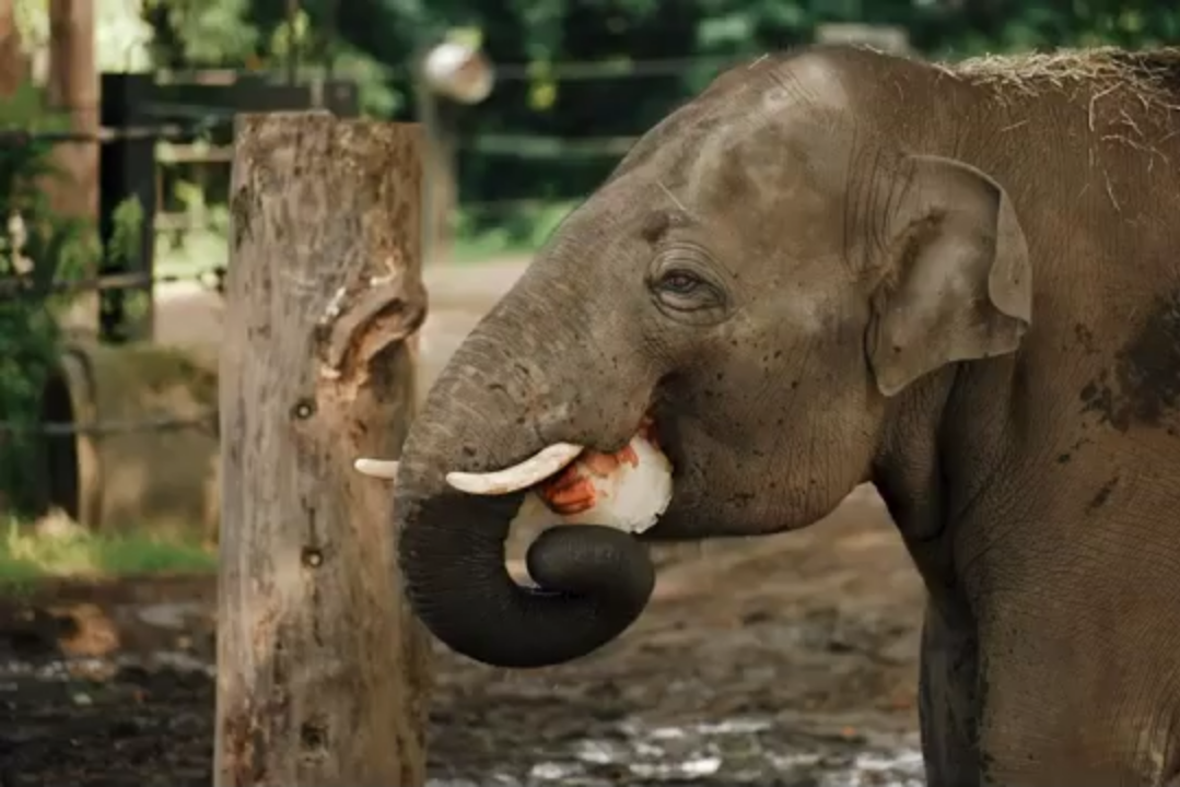 Dieren in Antwerpse Zoo genieten van verfrissend ijsje | GVA