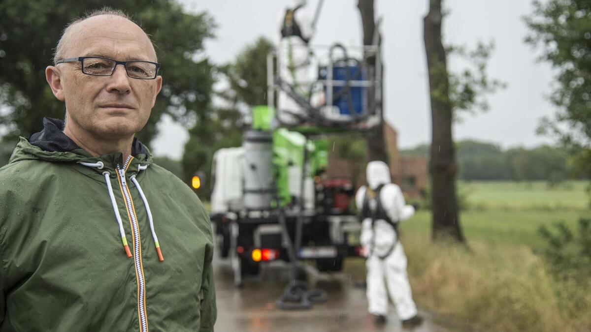 Turnhoutse bestrijding processierups slaat aan: 40% minder meldingen ...