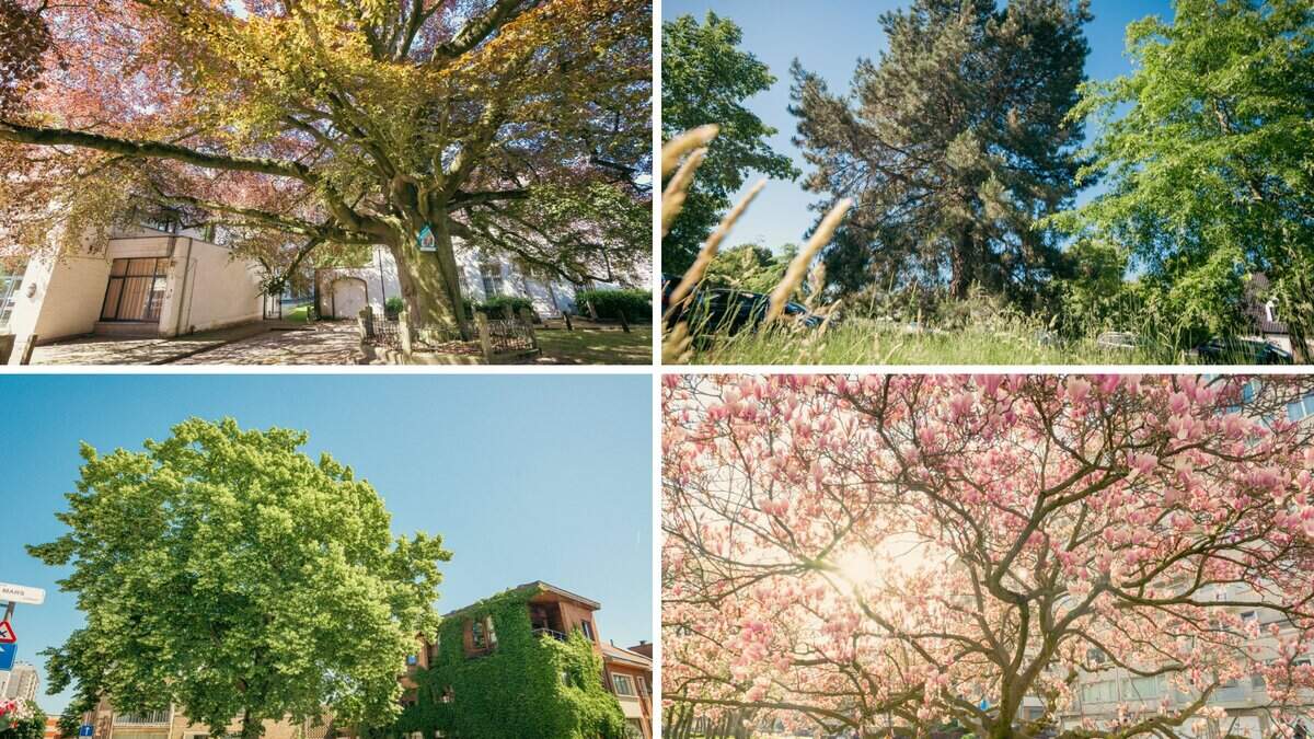 District houdt ‘Mooiste boom van Berchem’-verkiezing, maar ...