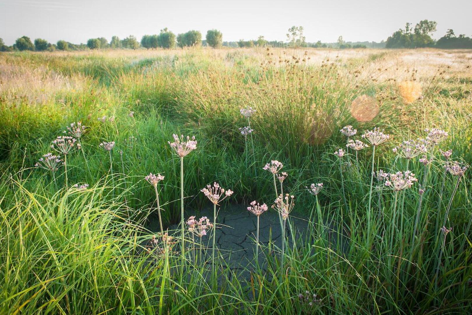 Mechelen krijgt grootste urban wetland van Vlaanderen: bedrijven ...
