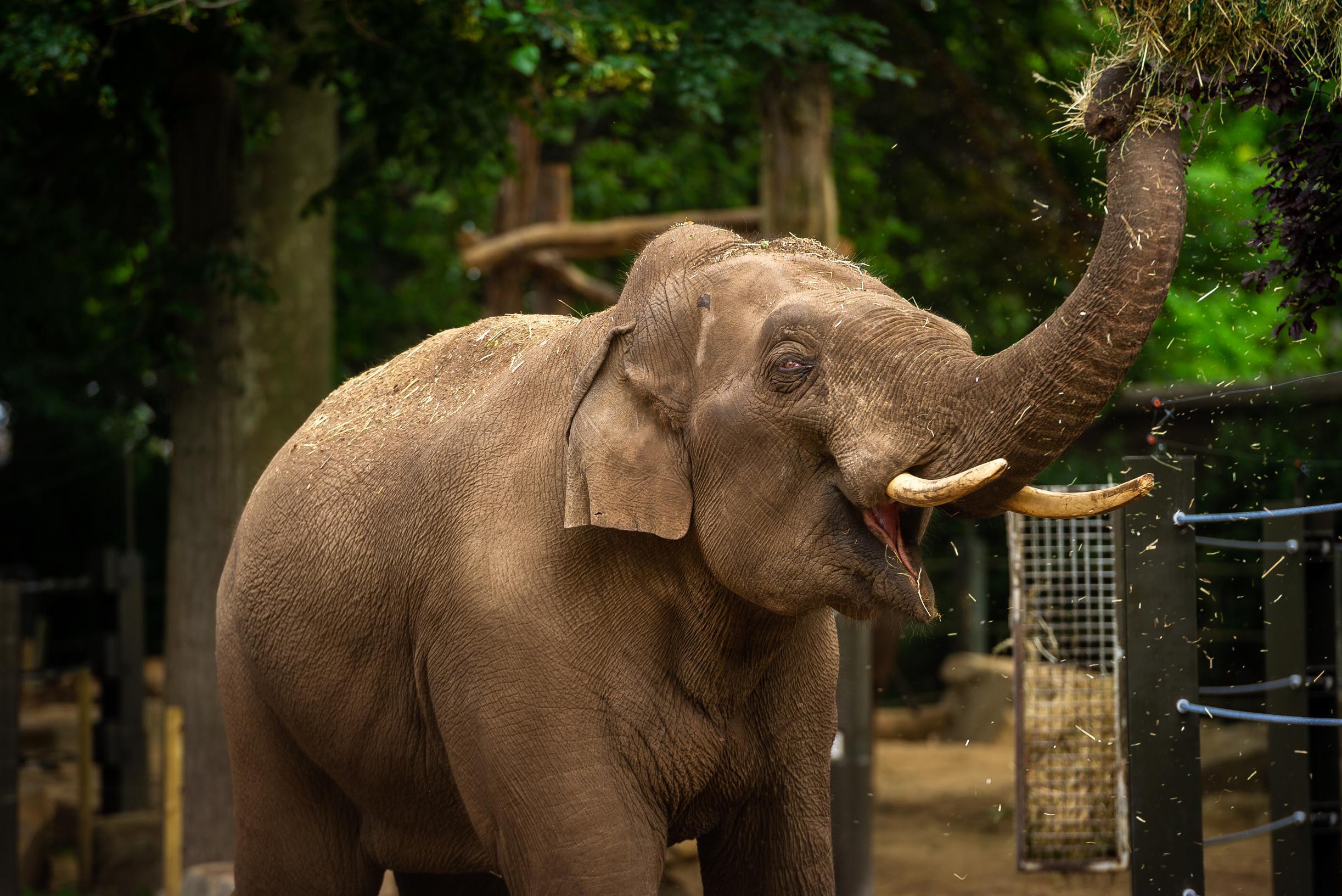 Olifantenstier Assam verhuist van Zoo Antwerpen naar Duitse dierentuin ...