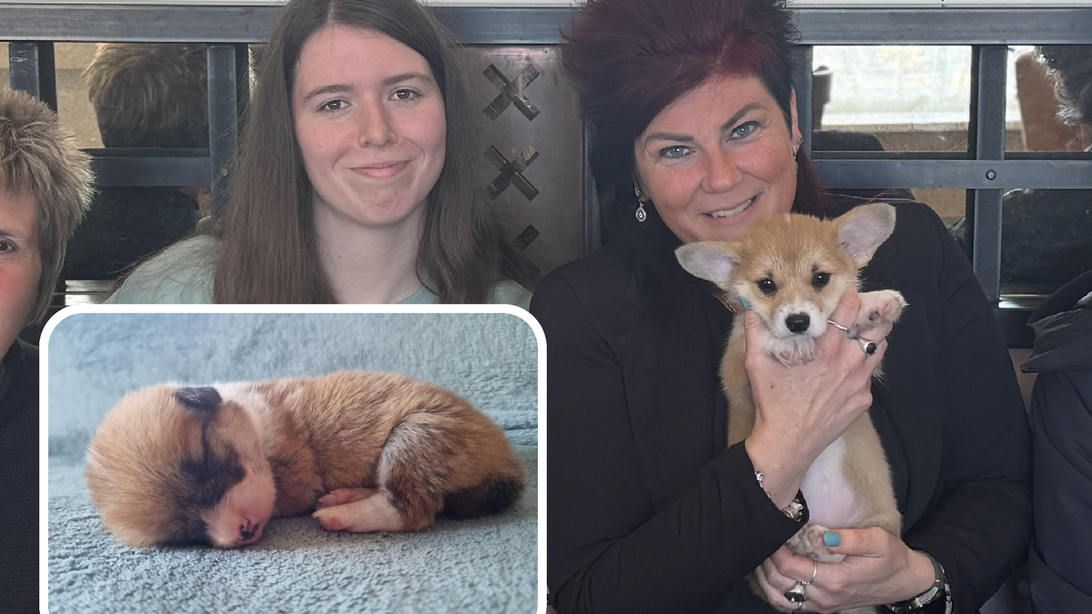 Corgi Nala overleeft tegen alle verwachtingen in, dankzij zorg van ...