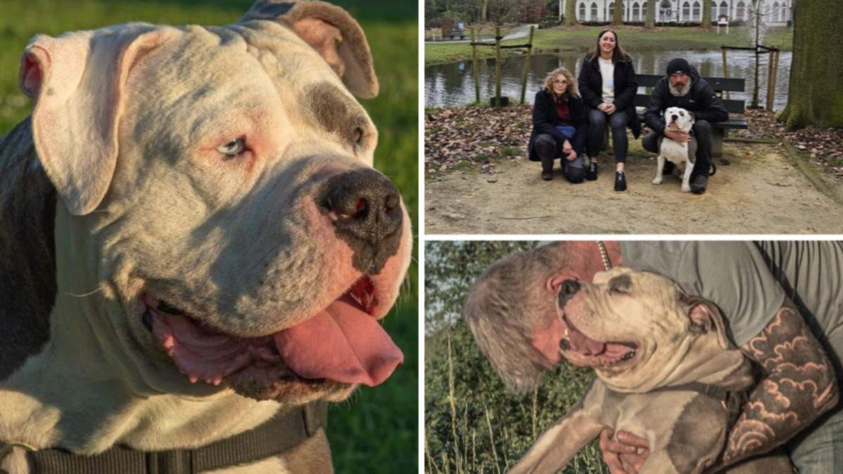 Stoffel (54) zet steunactie op poten voor trouwe viervoeter Blue: “Geld ...