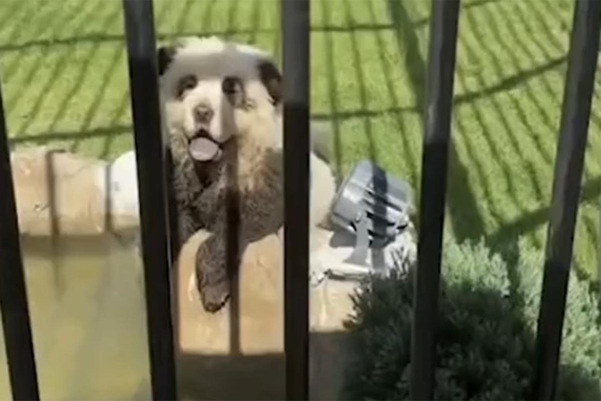 Chinese dierentuin komt eindelijk met de waarheid over hun ...
