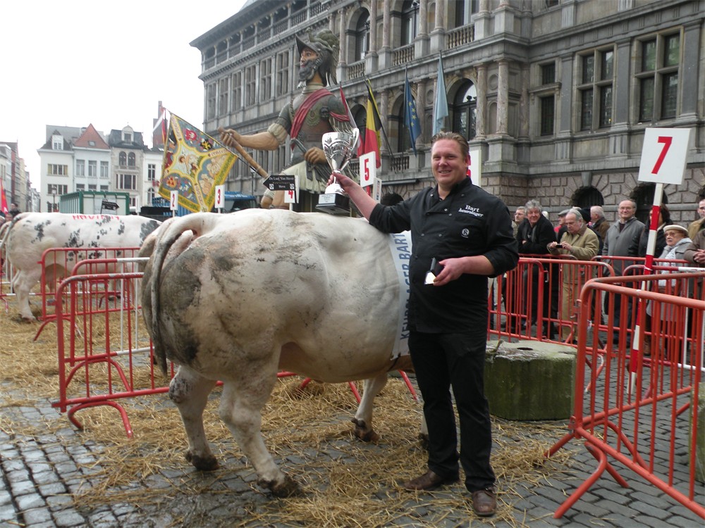 Keurslager Bart Van Dijck wint Vette Os met koe van 1207 kilo | GVA