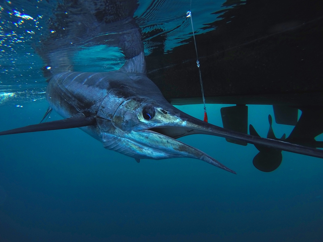 Zwaardvis doodt visser die hem wilde harpoenen | HBVL